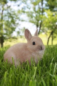 7 Friendliest Rabbit Breeds for Pet Parents: As Rated by PetPress