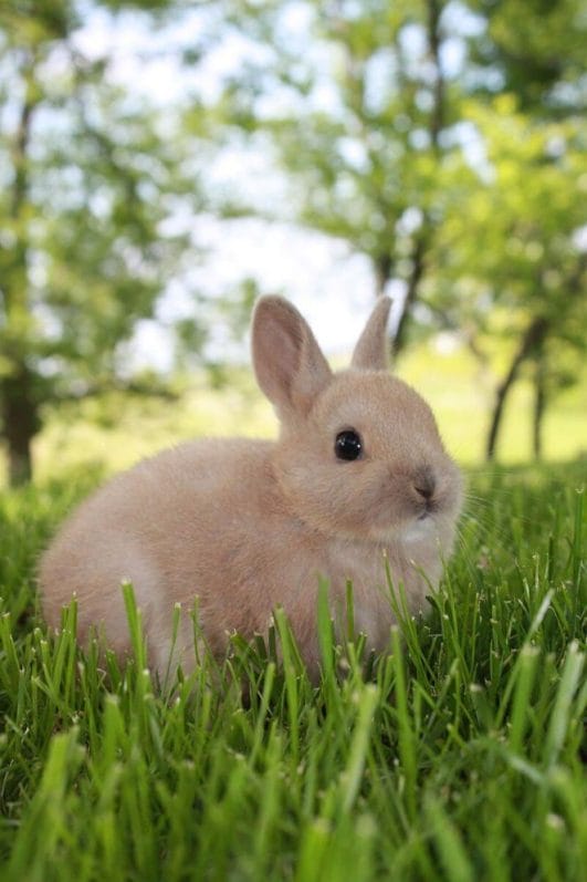 7 Friendliest Rabbit Breeds for Pet Parents: As Rated by PetPress