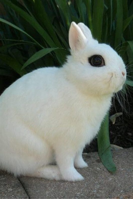 7 Friendliest Rabbit Breeds for Pet Parents: As Rated by PetPress