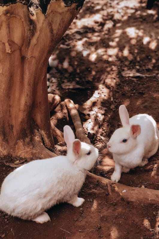 Explained: How Do Rabbits Talk With Each Other?