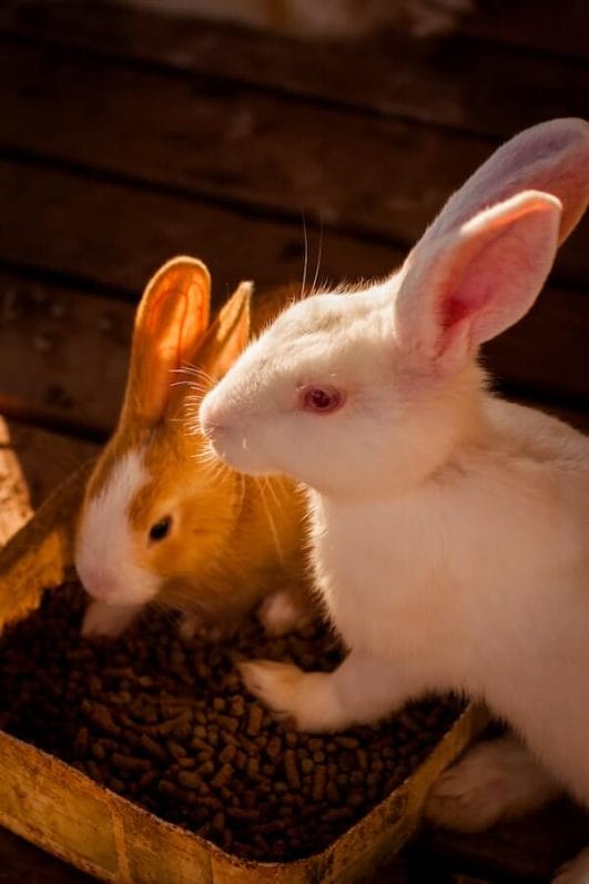Explained: How Do Rabbits Talk With Each Other?