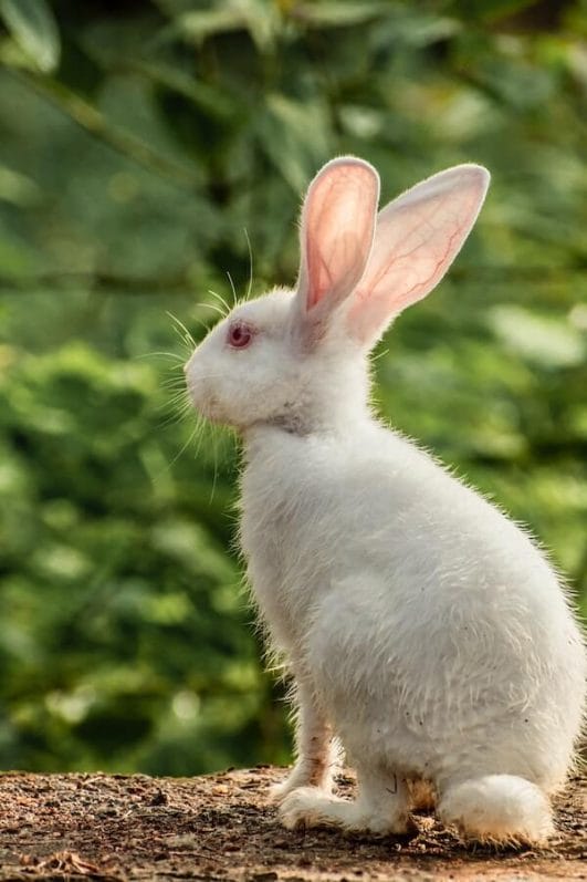 Explained: How Do Rabbits Talk With Each Other?