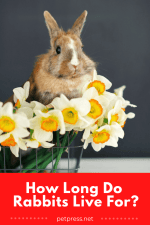 The Lifespan of Rabbits: How Long Do They Live?