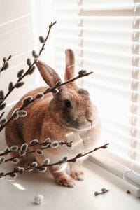 The Lifespan of Rabbits: How Long Do They Live?