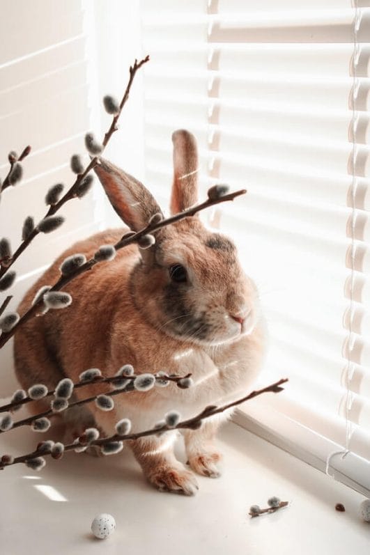 The Lifespan of Rabbits: How Long Do They Live?