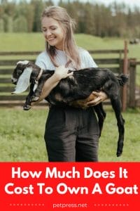 What It Really Costs to Own a Goat & Why You Should Consider It