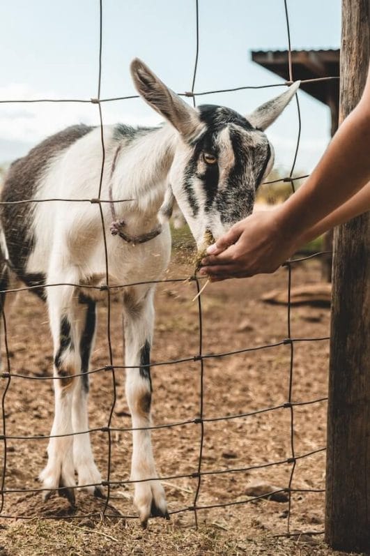 What It Really Costs to Own a Goat & Why You Should Consider It
