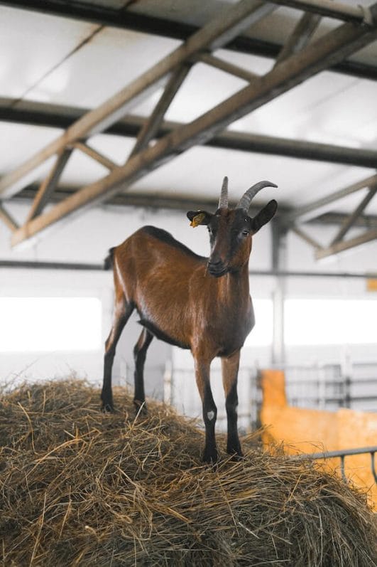 What It Really Costs to Own a Goat & Why You Should Consider It
