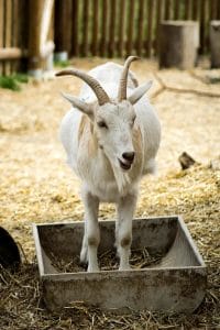What It Really Costs to Own a Goat & Why You Should Consider It