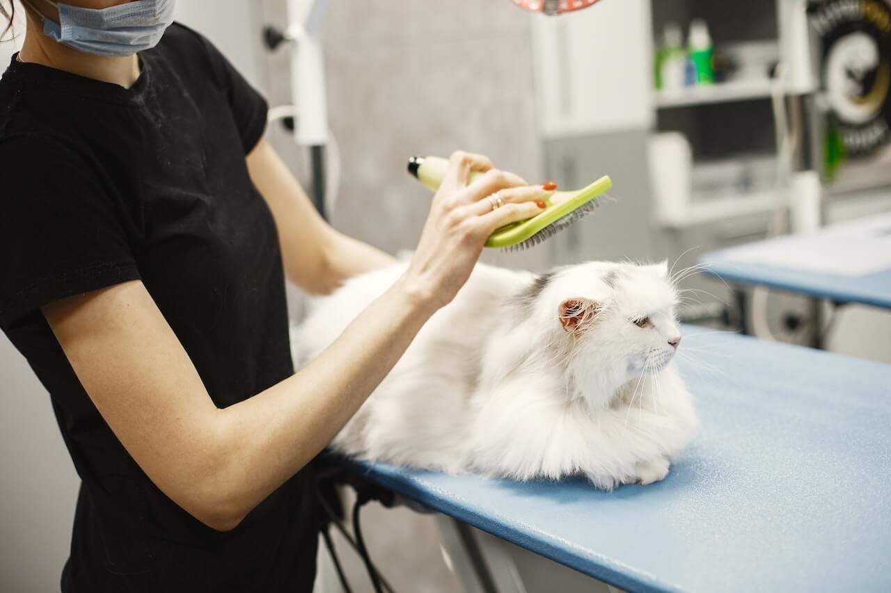 Brushing Your Cat's Fur: The Purrfect Guide for Cat Parents Brushing Your Cat's Fur: The Purrfect Guide for Cat Parents