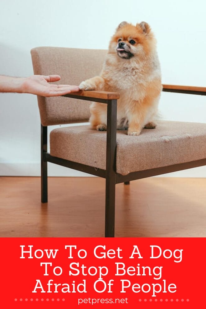 Why Your Dog May Be Afraid of People and How to Help