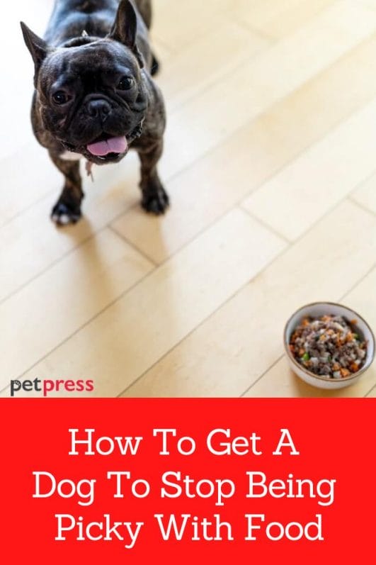 8 Ways to Get Your Dog to Stop Being Picky with Food
