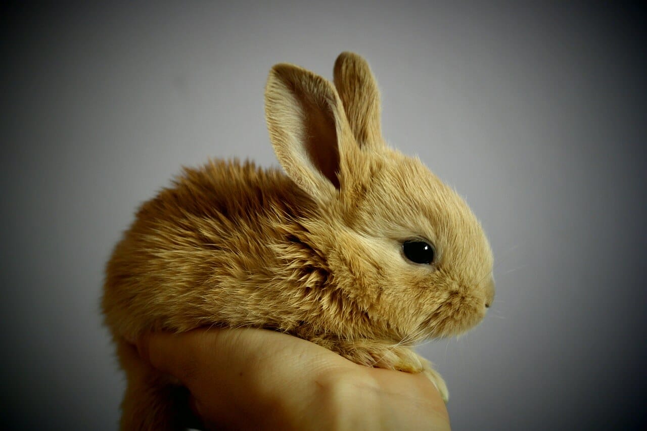 The Ultimate Guide to Picking Up Your Pet Rabbit Like a Pro!