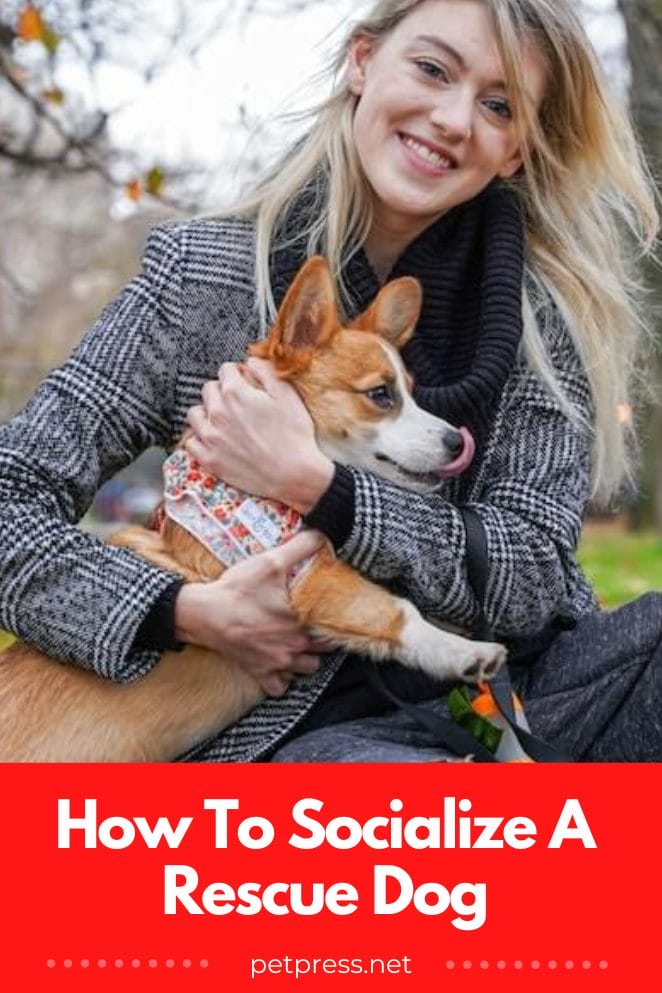 A 10-Step Guide to Socializing Your Rescue Dog