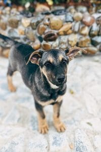 A 10-Step Guide to Socializing Your Rescue Dog