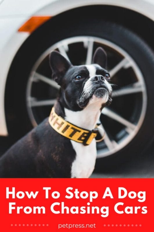 Dogs Chasing Cars: Why It Happens and How to Stop It