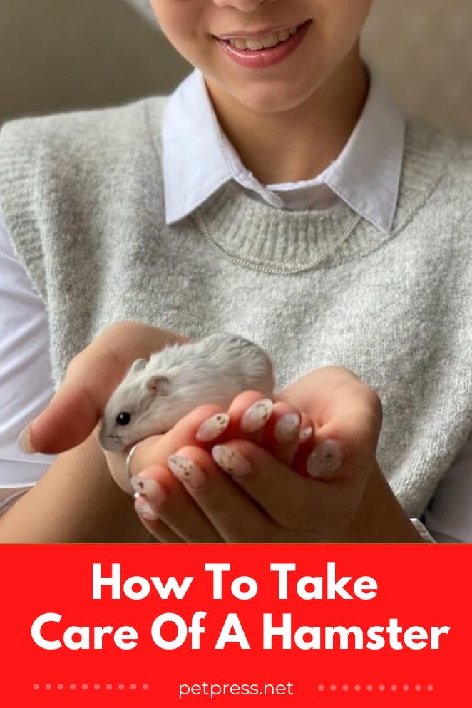 How To Take Care Of A Hamster - Tips and Tricks from Petpress