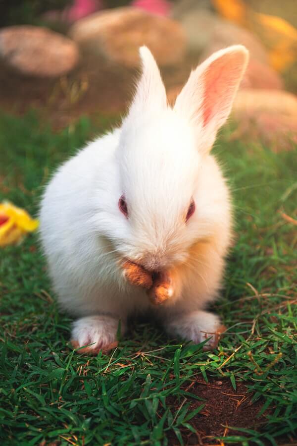 The Ultimate Guide to Rabbit Care for Pet Parents