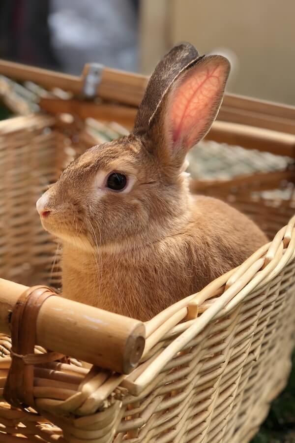 The Ultimate Guide to Rabbit Care for Pet Parents