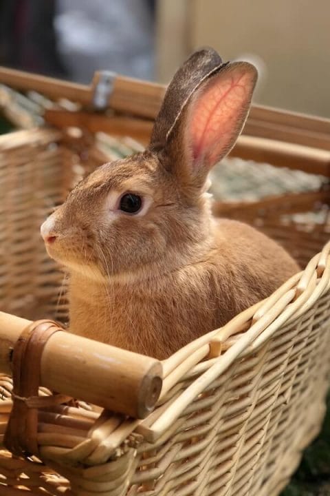 The Ultimate Guide to Rabbit Care for Pet Parents