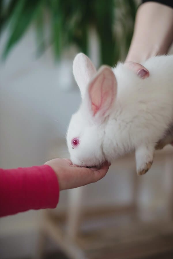 The Ultimate Guide to Rabbit Care for Pet Parents
