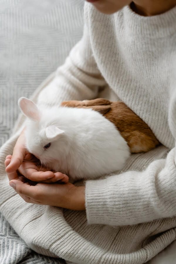 The Ultimate Guide to Rabbit Care for Pet Parents