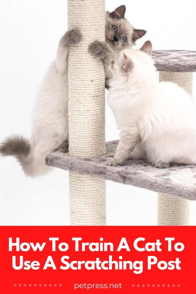 Train Your Cat to Use the Scratching Post Like a Pro - 10 Tips