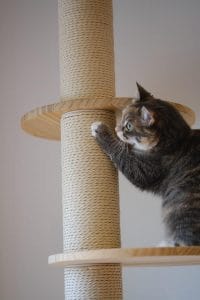 Train Your Cat to Use the Scratching Post Like a Pro - 10 Tips