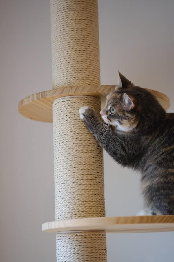 Train Your Cat to Use the Scratching Post Like a Pro - 10 Tips