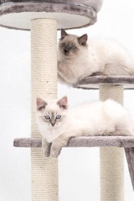 Train Your Cat to Use the Scratching Post Like a Pro - 10 Tips