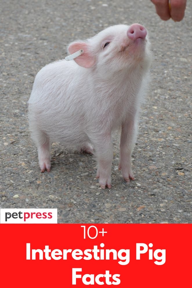 10+ Interesting Pig Facts - Get to Know the Amazing of Pigs