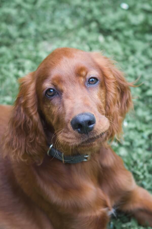Top 125 Best Irish Setter Dog Names