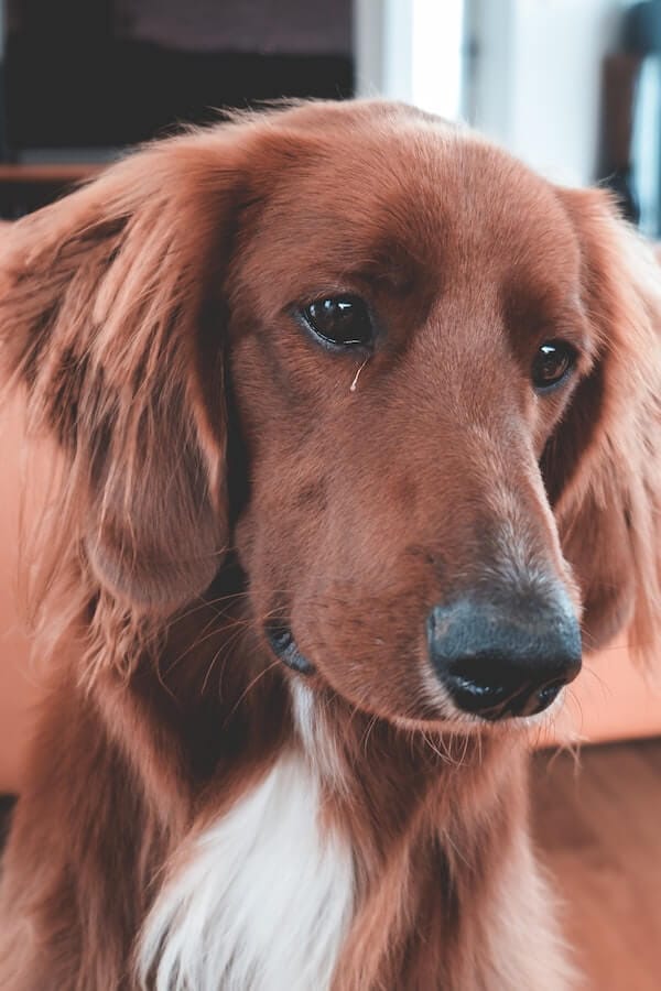 Top 125 Best Irish Setter Dog Names