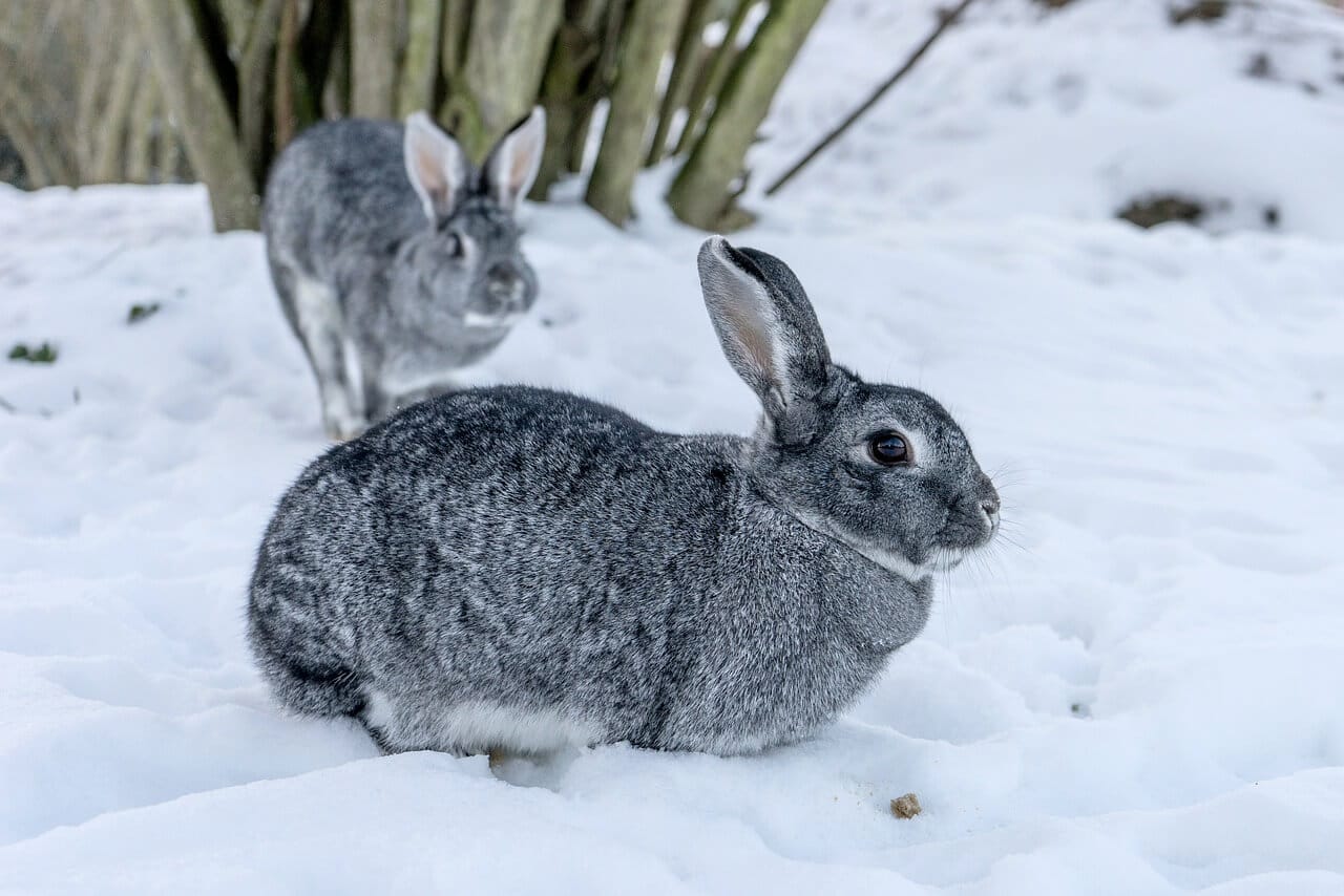 10 Large Rabbit Breeds That Make Great Pets