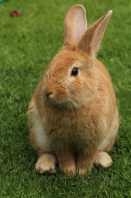10 Large Rabbit Breeds That Make Great Pets