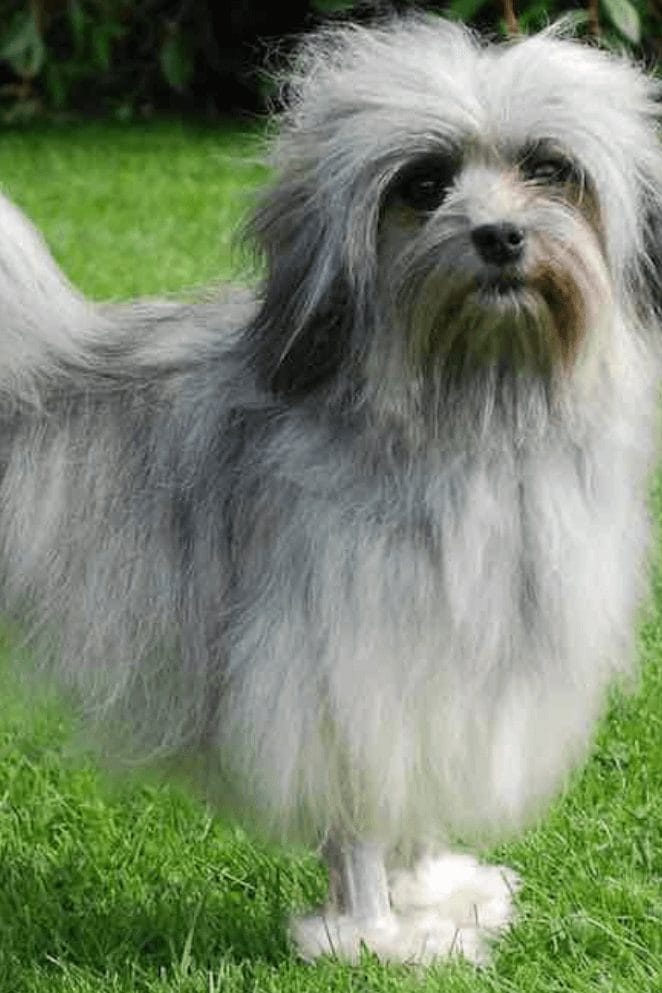 Top 150 Best Lowchen Dog Names