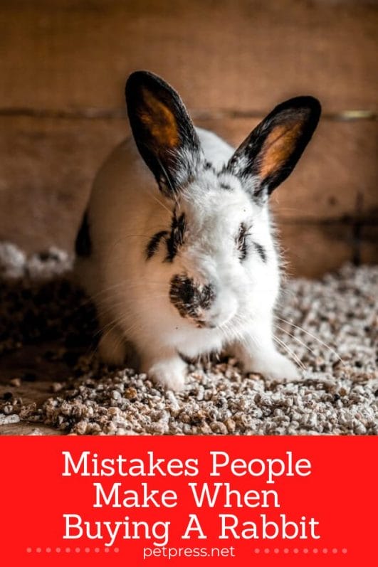 10 Rookie Mistakes People Make When Buying A Rabbit