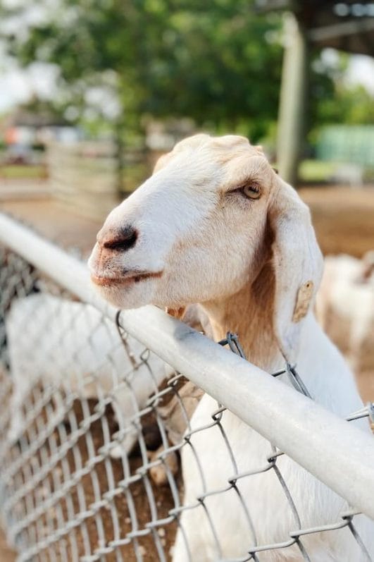 15 Goat Breeds That Make the Perfect Pet and Farm Friends!