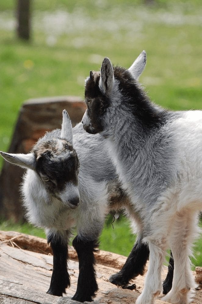 15 Goat Breeds That Make the Perfect Pet and Farm Friends!