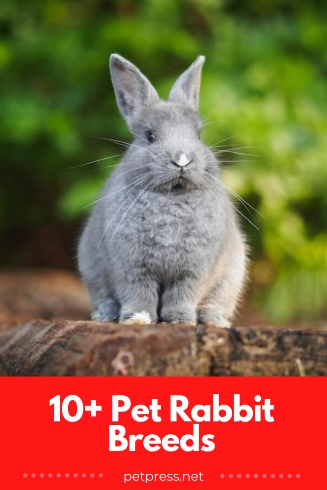 10+ Pet Rabbit Breeds That Make The Cutest Companions