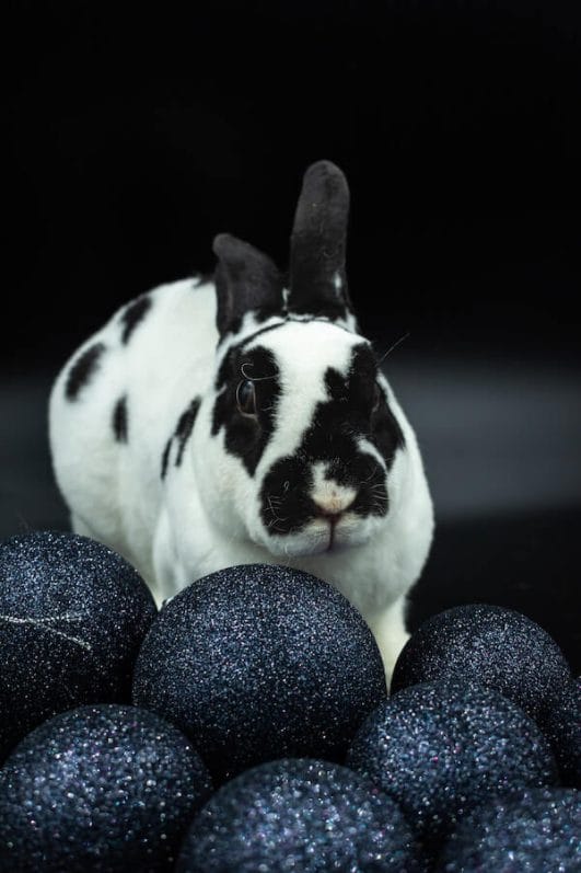 10+ Pet Rabbit Breeds That Make The Cutest Companions