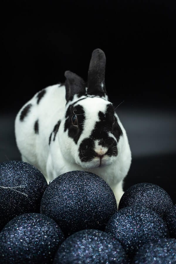 10+ Pet Rabbit Breeds That Make The Cutest Companions