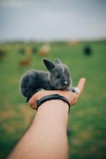 10+ Pet Rabbit Breeds That Make The Cutest Companions