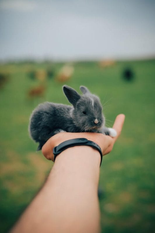 10+ Pet Rabbit Breeds That Make The Cutest Companions