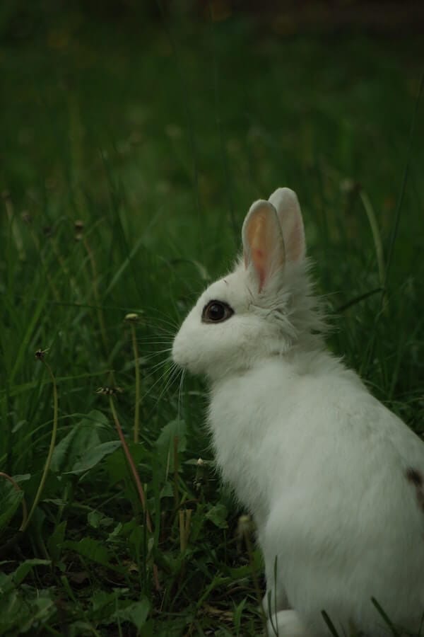 10+ Pet Rabbit Breeds That Make The Cutest Companions