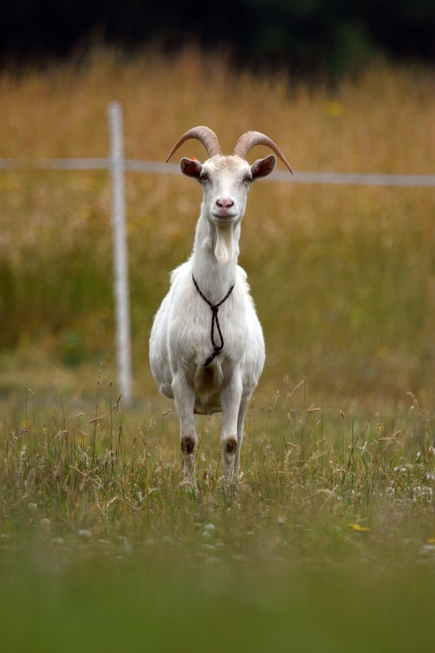 15 Goat Breeds That Make the Perfect Pet and Farm Friends!