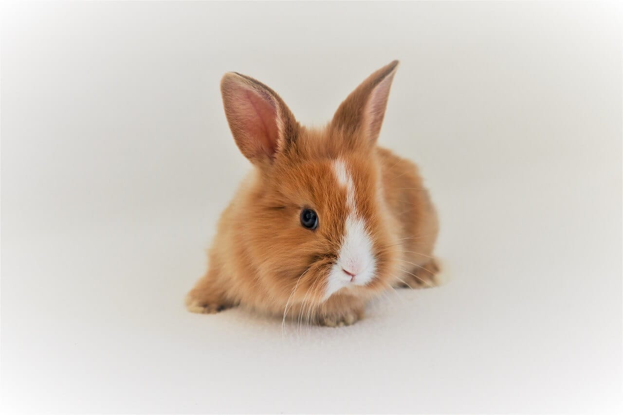 The Top 10 Small Rabbit Breeds to Snuggle Up With