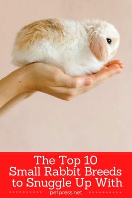 The Top 10 Small Rabbit Breeds to Snuggle Up With