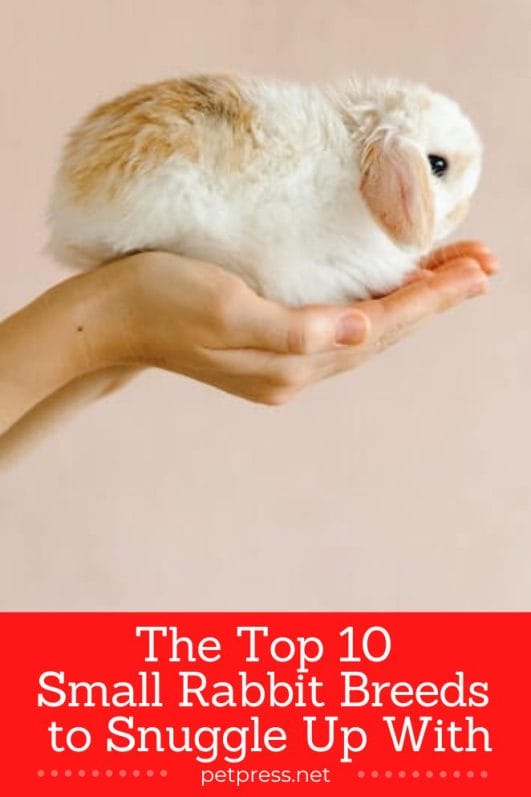 The Top 10 Small Rabbit Breeds to Snuggle Up With