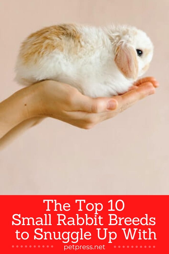 The Top 10 Small Rabbit Breeds to Snuggle Up With
